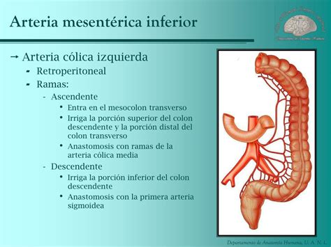Ramas Mesentéricas Inferiores Circulación Portal Medicina Vascular