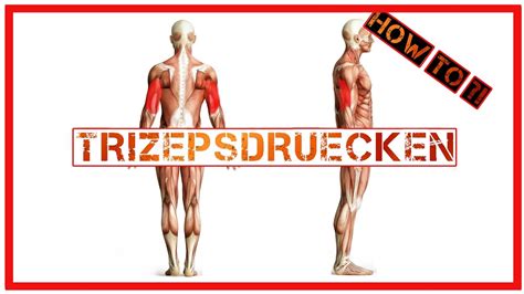 Trizepsübungen Richtig Ausführen Trizepsdrücken Kickbacks Heinrich Fitness Youtube