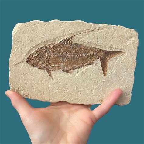 Fish Fossils
