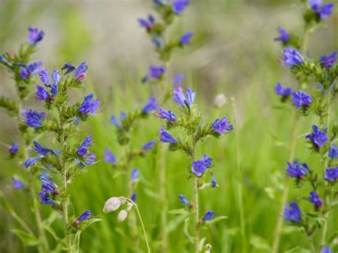 Vipers Bugloss The Equinest