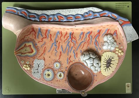 Ovary Model Anatomy