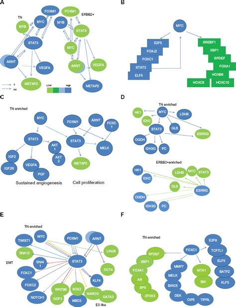 Functional Analyses On Stat3 Gene Partners In Tn Via 1 Predicted