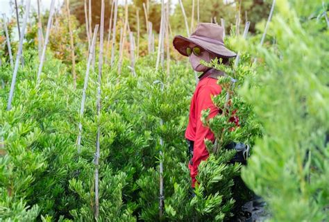 Premium Photo Shot Image Of Man Working With Trees At A Plant Nursery