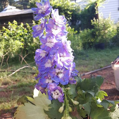 Delphinium Elatum Blue Lace Delphinium Blue Lace Uploaded By