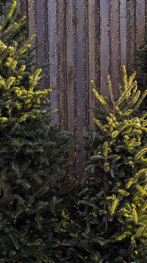 Pine Trees With Festive Lights Against A Wooden Backdrop Concept Of
