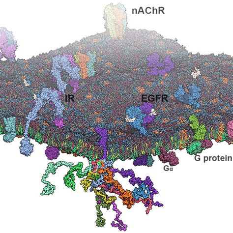 Model Of Ligand Binding Dimerization Dissociation And Oligomerization