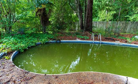 How To Kill Algae In A Pool Proven Strategies For A Sparkling Clean Swim