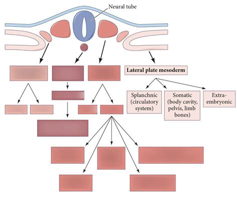 Vertebrate Mesoderm Lineages Diagram Quizlet