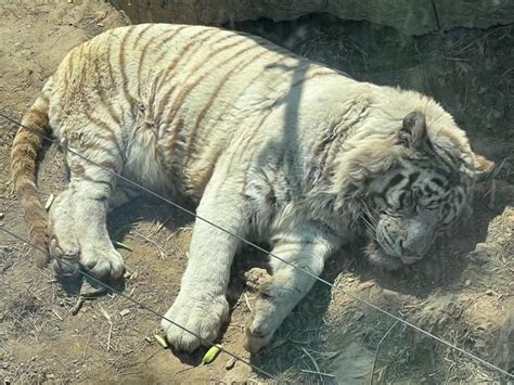 Mayaandpyside2工具开发踩坑记录1 知乎