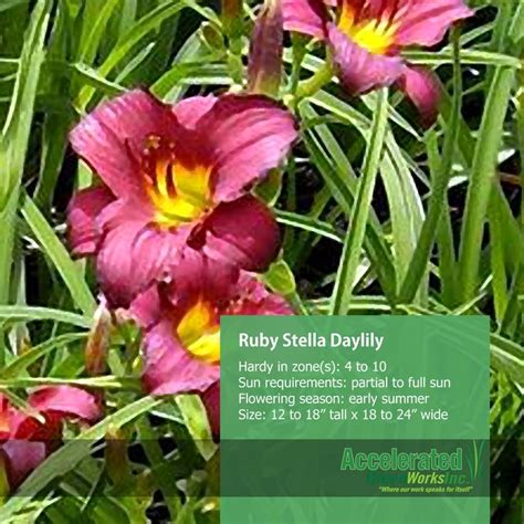 Ruby Stella Daylily Perennials Plants Flower Beds