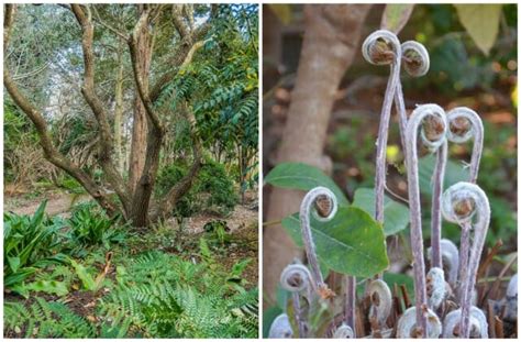 Fern Secrets Fern Sex And Fern Gardening With Tony Avent A Way To Garden