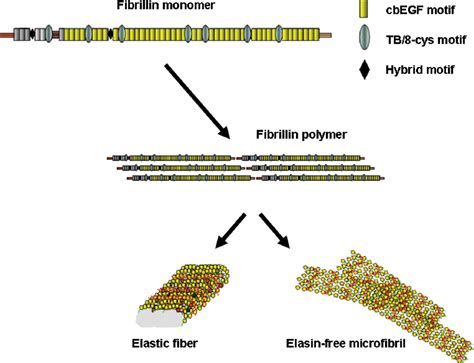 Journal Of Cellular Physiology Cell Biology Journal Wiley Online Library