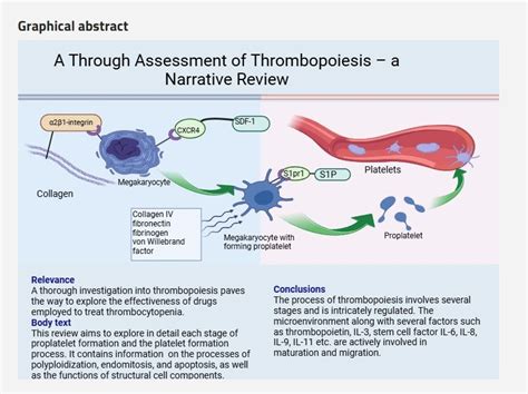 A Modern Overview Of The Process Of Platelet Formation Thrombocytopoiesis And Its Dependence