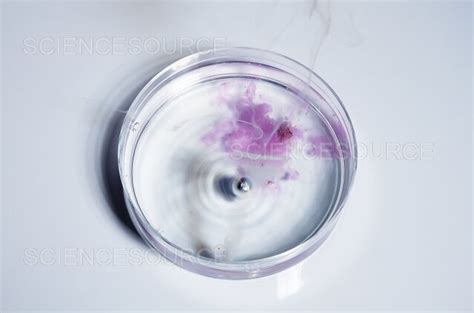 Photograph Potassium Reacts With Water Science Source Images