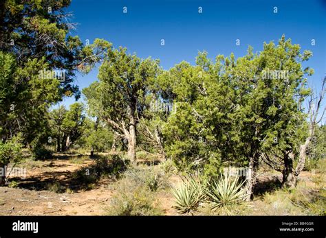 Colorado Mesa Verde National Park Typical Pinon Juniper Woodland
