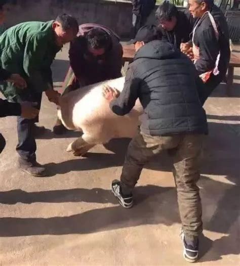 拉猪尾巴猪尾巴猪尾巴管第7页大山谷图库