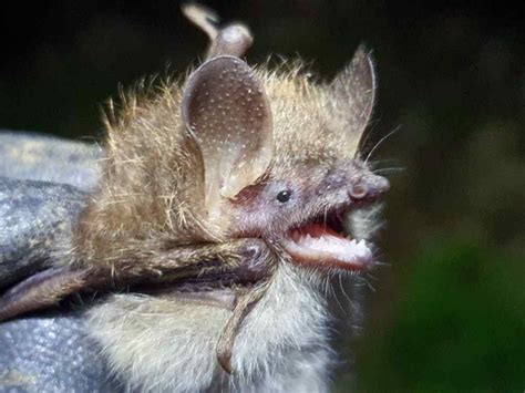 멸종위기 1급 작은관코박쥐 12년 만에 추가 서식지 확인 네이트 뉴스