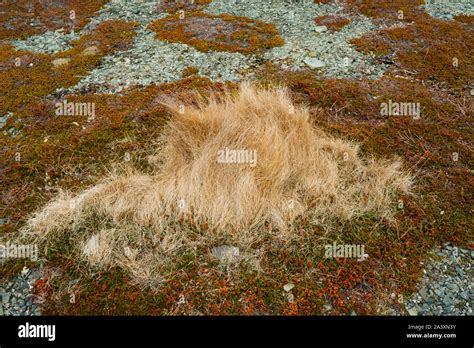 Hairy Grass Plant And Other Tundra Plants In Goose Cove Newfoundland