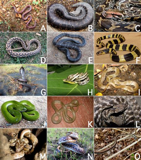 Snake Wikipedia Informacionpublicasvetgobgt