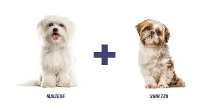 Maltese Shih Tzu Mix The Ultimate Malshi Guide Personality Exercise