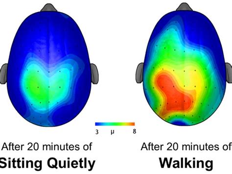 Physical Activity Improves Brain And Cognitive Functions Extension