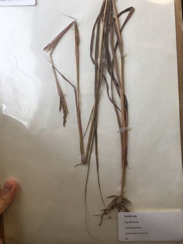 Plant Id Quiz 1 Flashcards Quizlet
