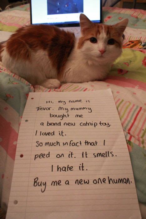 Shaming Cat Memes Clean