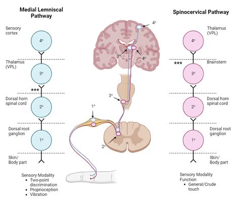 Schematic Of The Medial Lemniscal And Spinocervical Tracts Biorender