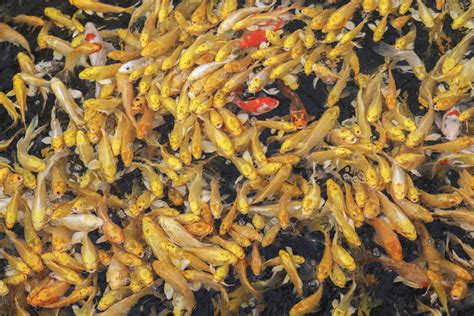 ချင်းတောင်မြို့ရှိ လယ်ကွင်းထဲတွင် ငါးနှင့်ဟင်းသီးဟင်းရွက် အတူပေါင်းစပ်ရေးလုပ်ငန်းကို ပြုလုပ