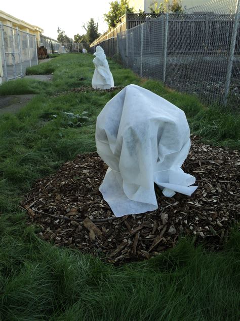 How To Care For Your Tree During The Winter Texas Trees Foundation