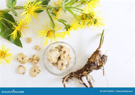 Root Yellow Flowers Of The Medicinal Plant Inula Helenium Useful Herb