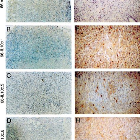 Formalin Fixed 5 µm Paraffin Embedded Tissue Sections Were Stained Download Scientific