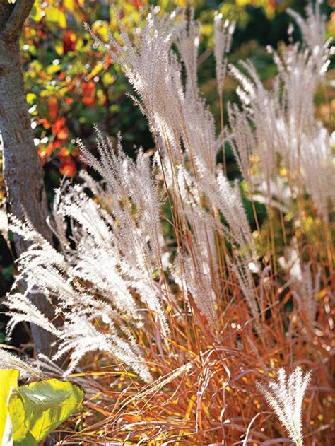15 Beautiful Ways To Use Ornamental Grasses In Your Landscape Shade Perennials Grasses