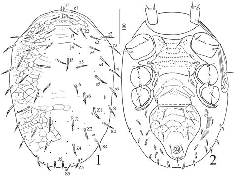 Macrocheles Kekensis Sp N A New Macrochelid Mite Associated With A Centoniin Beetle From
