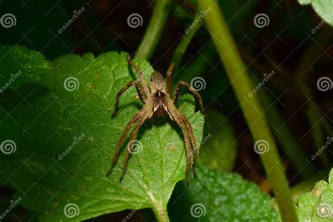 Macro Front View Caucasian Solpuga Spider Sitting On A Nettle Le Stock