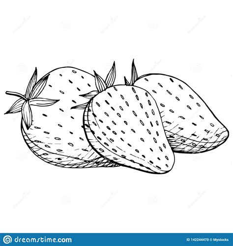 Comida Sana De La Fresa Del Vector Arte Grabado Blanco Y Negro De La