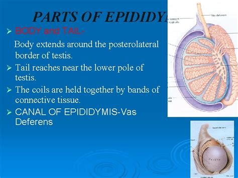 Good Morning Testis Epididymis And Spermatic Cord Dr