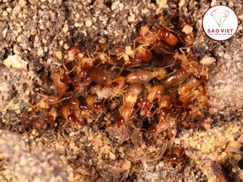 Con Mối đất Đặc điểm Tác Hại Và Giải Pháp Phòng Trừ Hiệu Quả