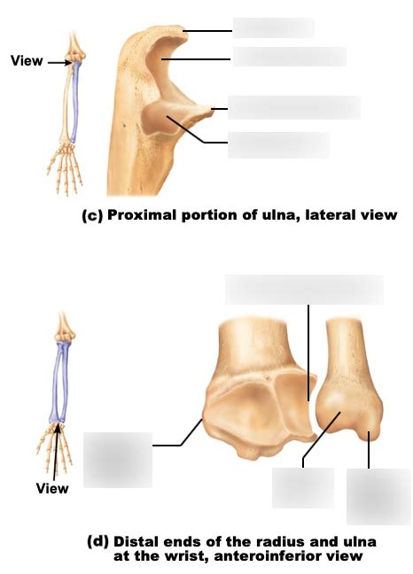 Proximal And Distal Parts Of Forearm Diagram Quizlet