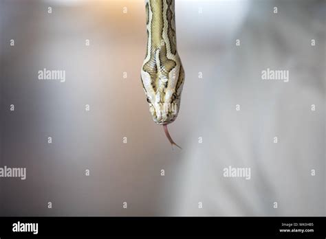Close Up Portrait Of A Young Yellow Pattern Burmese Python Python