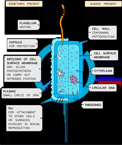 Prokaryotic Cell Structure A Visual Guide Biology For Prokaryotic Vs