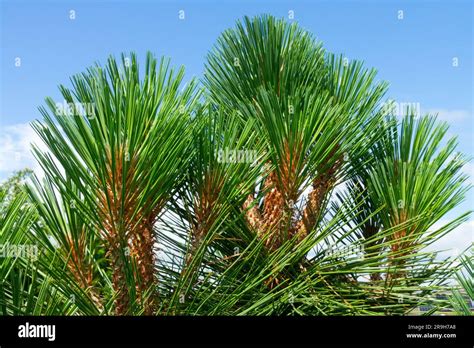 pinus jeffreyi needles pino de jeffrey pinus jeffreyi joppi stock