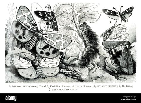 Common Tiger Moth And Varieties Of Same Larva Of Same Six Spot Burnet