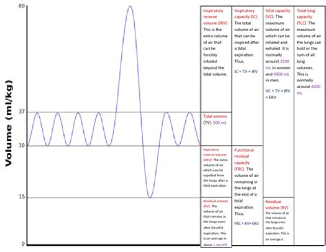 Respiratory Cycle Pdf