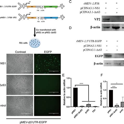 Deletion Analysis Of The C Terminal Of Ns1 Protein Revealed A Critical Download Scientific