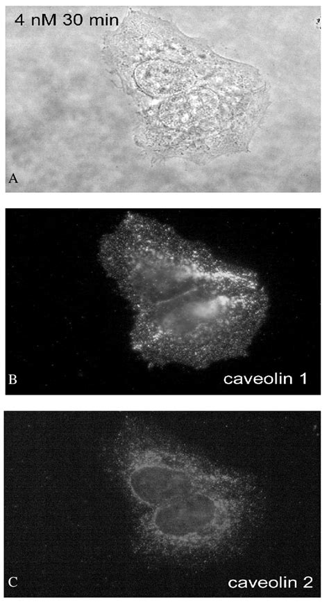 Figure1 The Intracellular Localization Of Caveolin 1 B And