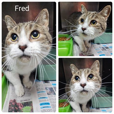 Vernon Adopted Meet Fred Name Fred Id 48244 B Breed Dsh Age ~5