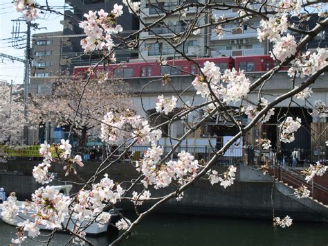 2023桜と京急大岡川 リズムボーイが行く