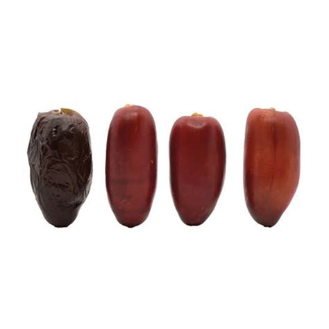 Buy Zaghlol Dates From Elbardy For Export Egypt