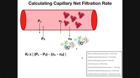 Filtration Coefficient For Capillaries At Joseph Dimond Blog